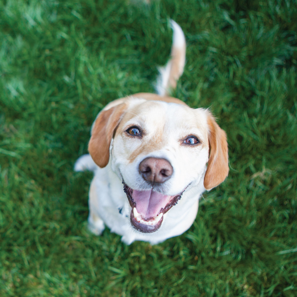 Outside - Animal Health