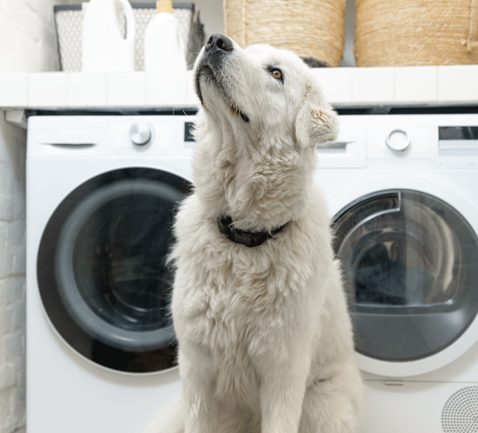 Laundry - Animal Health